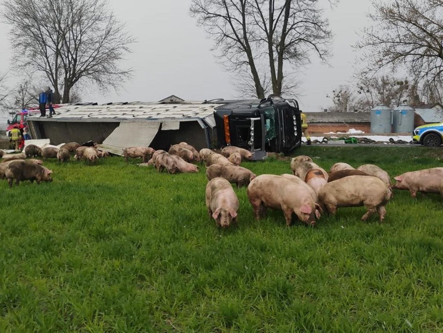 Ciężarówka przewożąca świnie przewróciła się na łuku drogi. Zwierzęta ...
