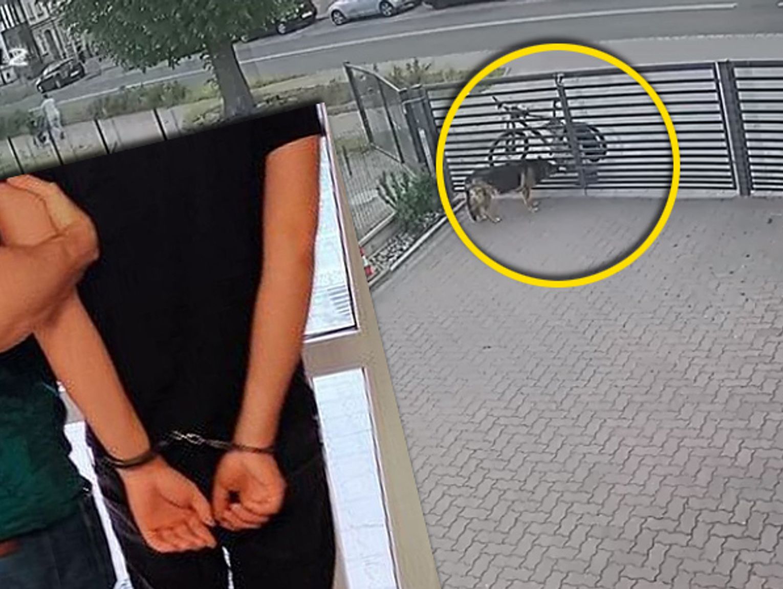 Podjechał do bramy i dał coś psu. Chwilę później owczarek przewrócił ... Podjechał do bramy i dał coś psu. Chwilę później owczarek przewrócił ...