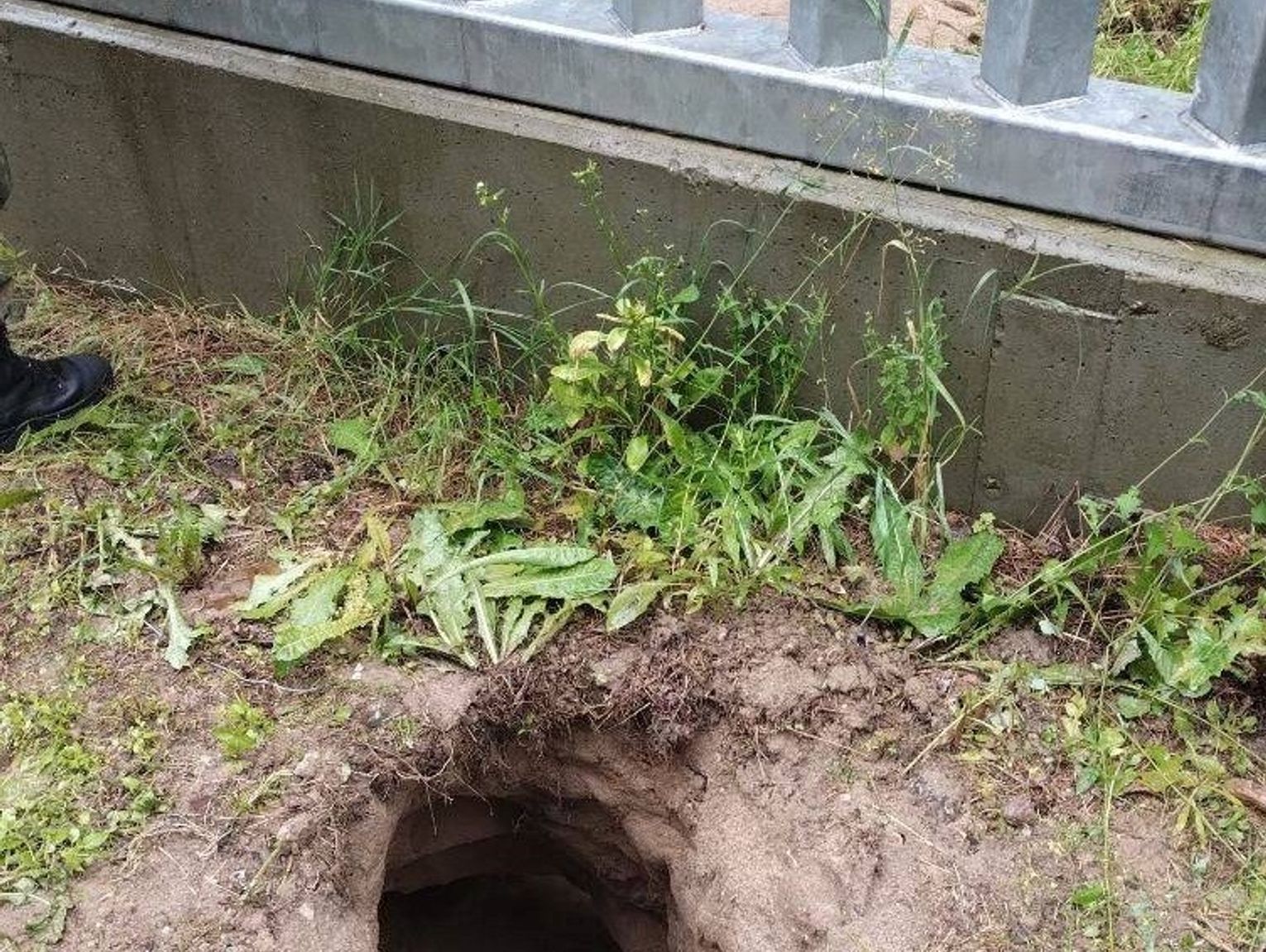 Podkop pod zaporą na granicy z Białorusią. Ponad 20 Afgańczyków przedostało się do Polski