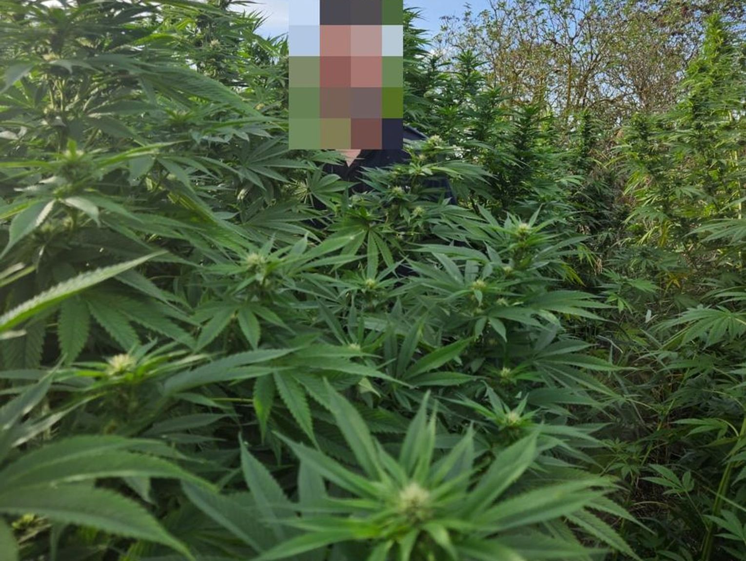 Zioło rosło na wysepkach na środku stawu. Myśleli, że nikt nie znajdzie ...